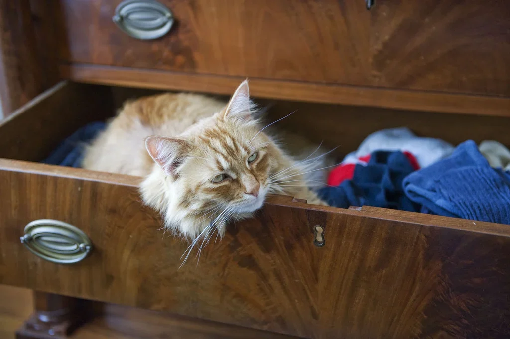 9 Rarest Items In The World — Idea Digezt